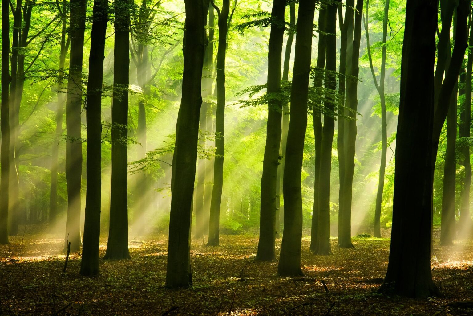 Shinrin-Yoku: Discover the Science of Forest Bathing Benefits