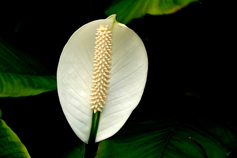 5 Surprising Ways Flowers Impact Your Health And Wellness